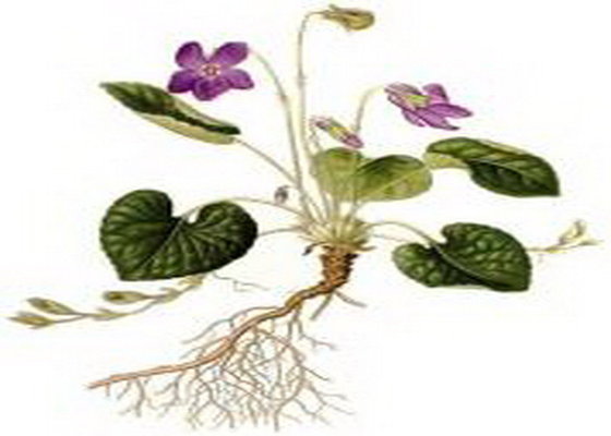 Natural 100% Light Yellow Liquid Violet Essential Oil For Massage Oil