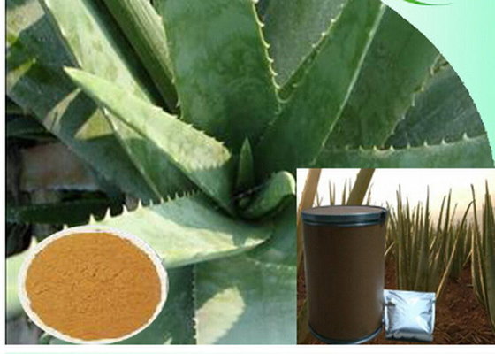 Natural Plant Extracts Aloe Vera Extract / Aloe Barbadensis Miller For Minor Burns