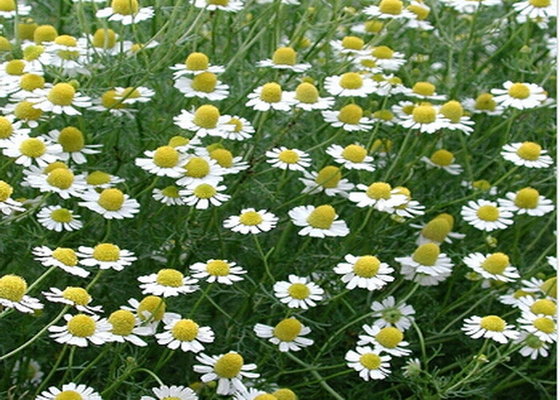 100% Pure  Natural Plant Extract Chamomile Extract Apigenin For Skin Care