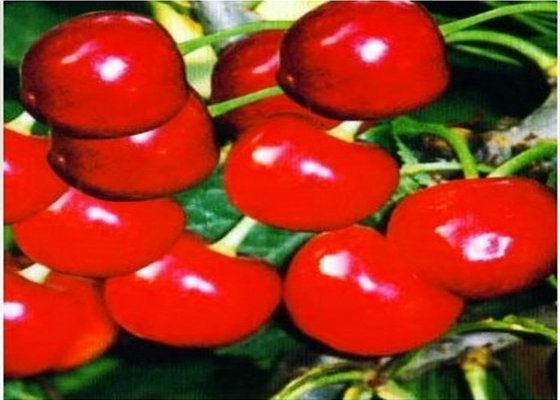 Plant Extract  Natural Whitening Factor Vitamin C Acerola  Fruit Extract Acerlary TM CH17 for Skin Care Product