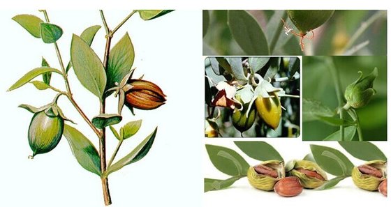 Organic Cosmetic Moisturizer Jojoba Oil Golden JOJOBA OIL Contents 99% for Cream and Massage Oil