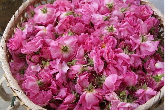 Easily Absorbed Cosmetic Moisturizer Rosehip Oil / Rosehip Seed Oil For Cream