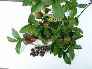 Natural / Organic Extract Oil Camellia Oleifera Seed Oil For Cream And Massage Oil