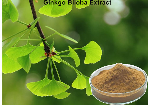 Low Ginkgolic Acid Ginkgo Biloba Leaf Extract Powder Effective Dilate Blood Vessels