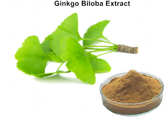 45 : 1 Pure Ginkgo Biloba Extract , Organic Ginkgo Biloba Powder Promoting Cerebral Blood Circulation