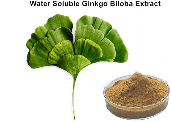 Water Soluble Ginkgo Biloba Leaf Extract Powder Solubility 5g / 100ml For Beverage