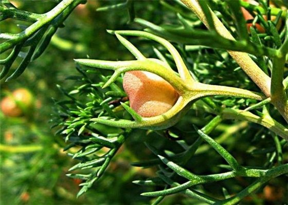 Peganum Harmala Extract Monomer Powder Natural 98% Harmine Powder 442 51 3