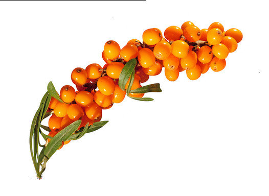 Healthy Seabuckthorn Fruit Juice Powder Good Water Solubility Promoting Wound Healing