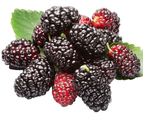 Dark Purple Mulberry Fruit Powder , Beverage Additive Organic Fruit Fresh Powder