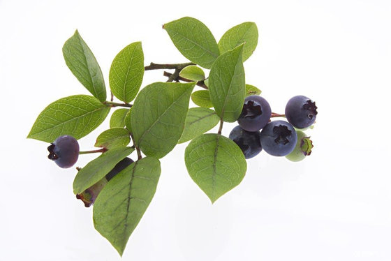 Pure Dark Bilberry Fruit Extract For Eyes Health, Organic Natural Plant Extracts
