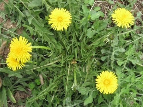 4% Flavonoids Organic Dandelion Root Extract , Dandelion Leaf Extract Anti - Inflammatory And Antiviral