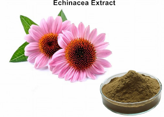 Echinacea Purpurea Root Extract Improving Immunity , Echinacea Angustifolia Extract