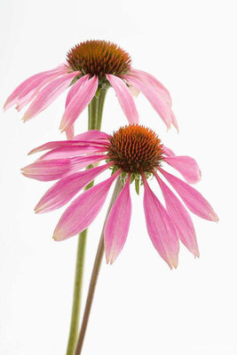 Echinacea Purpurea Root Extract Improving Immunity , Echinacea Angustifolia Extract