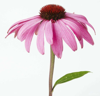 Echinacea Purpurea Root Extract Improving Immunity , Echinacea Angustifolia Extract
