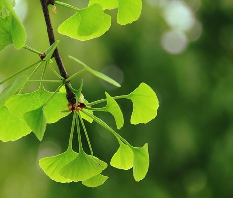 45 : 1 Pure Ginkgo Biloba Extract , Organic Ginkgo Biloba Powder Promoting Cerebral Blood Circulation