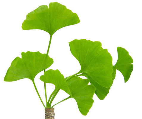 45 : 1 Pure Ginkgo Biloba Extract , Organic Ginkgo Biloba Powder Promoting Cerebral Blood Circulation