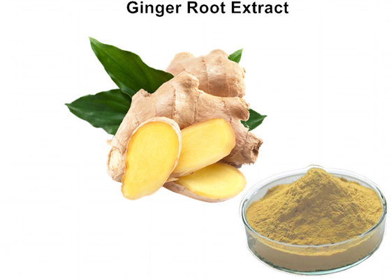 Ginger Root Plant Extract Powder 5% Gingerols Light Brown Powder For Liver Protection