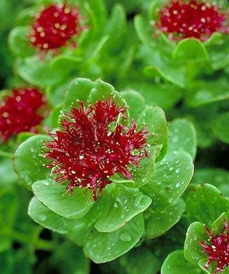 Improving Memory Siberian Rhodiola Root Extract , Pure Natural Plant Extracts