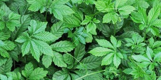 Anti - Cancer Gynostemma Pentaphyllum Leaf Extract , Gynostemma Extract Powder Anti - Aging