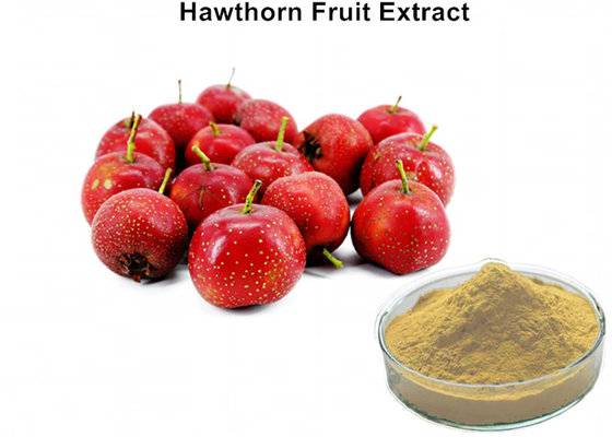5% Flavonoids Hawthorn Extract For High Blood Pressure , Hawthorn Berry Extract Powder