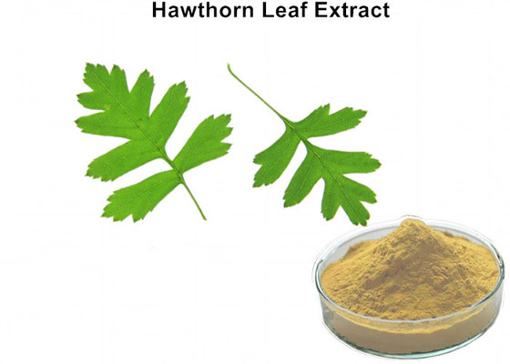 Hawthorn Leaf Plant Extract Powder 3% Vitexin Lowering Blood Pressure And Blood Fat