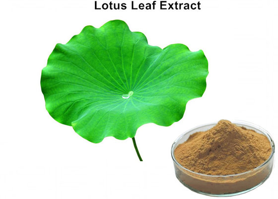 Losing weight natural botanical extracts, lotus leaf extract powder with Nuciferine powder