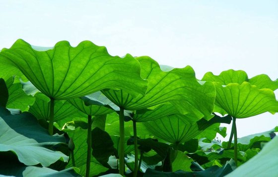 Losing weight natural botanical extracts, lotus leaf extract powder with Nuciferine powder