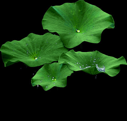Losing weight natural botanical extracts, lotus leaf extract powder with Nuciferine powder
