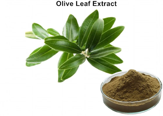 Olive Leaf Plant Extract Powder With 20% Oleuropein Powder Regulating Immunity