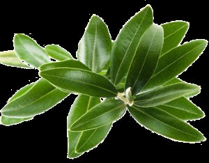 Olive Leaf Plant Extract Powder With 20% Oleuropein Powder Regulating Immunity