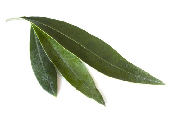 Olive Leaf Plant Extract Powder With 20% Oleuropein Powder Regulating Immunity