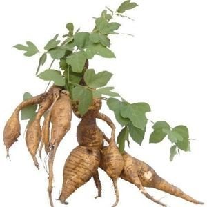 Pueraria Natural Plant Extracts 40% Flavonoids for Hangover breast enhancement / postponed female menopause