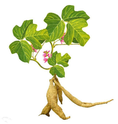 Pueraria Natural Plant Extracts 40% Flavonoids for Hangover breast enhancement / postponed female menopause