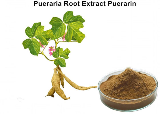 Pueraria lobata (Willd.) Ohwi Plant Extract Pueraria Root Extract 10% Puerarin HPLC Powder