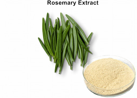 Sedation Organic Rosemary Extract , Natural Rosemary Leaf Extract For Antioxidants