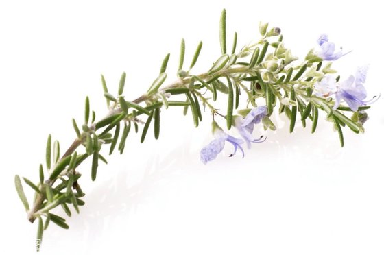 Sedation Organic Rosemary Extract , Natural Rosemary Leaf Extract For Antioxidants