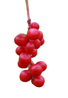 Enhance Liver Detoxification Fruit Extract Powder 9% Schizandrins Schisandra Extract