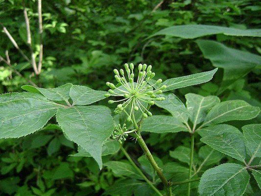 Siberian Ginseng Root Extract Anti - Fatigue , Natural Plant Extracts Brown Powder