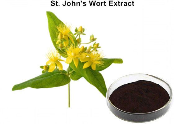 St. John’S Wort Natural Plant Extracts 0.3% Hypericin Natural Anti - Depression