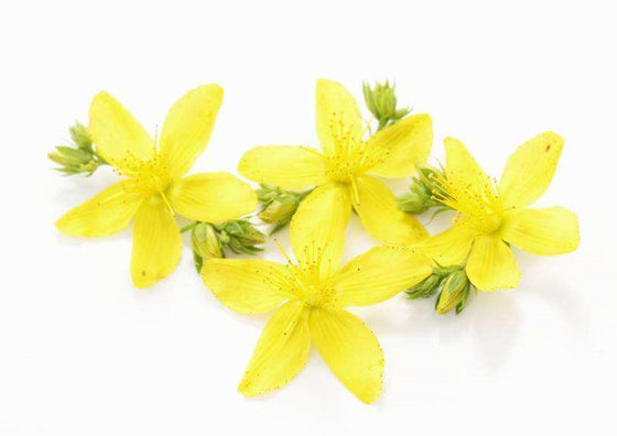 St. John’S Wort Natural Plant Extracts 0.3% Hypericin Natural Anti - Depression