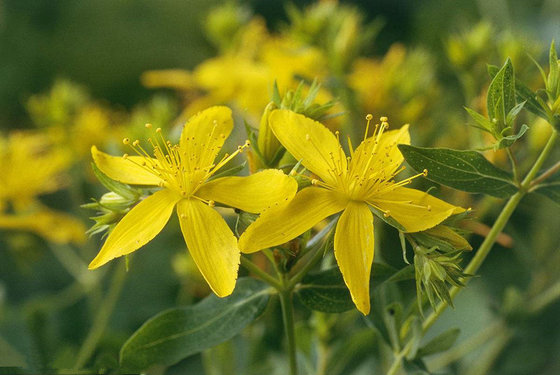 St. John’S Wort Natural Plant Extracts 0.3% Hypericin Natural Anti - Depression
