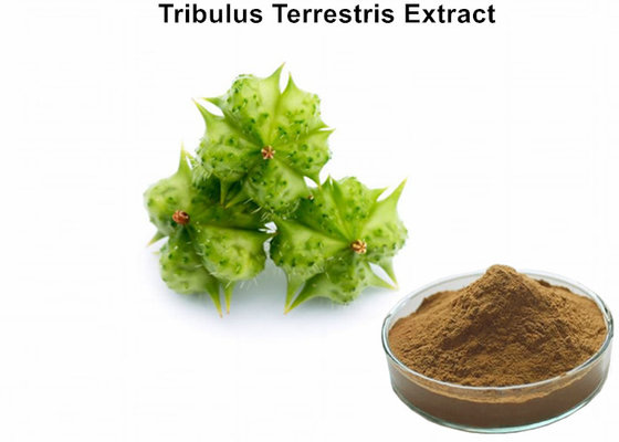 Tribulus Terrestris Natural Plant Extracts 40% - 90% Saponins For Cardiotonic