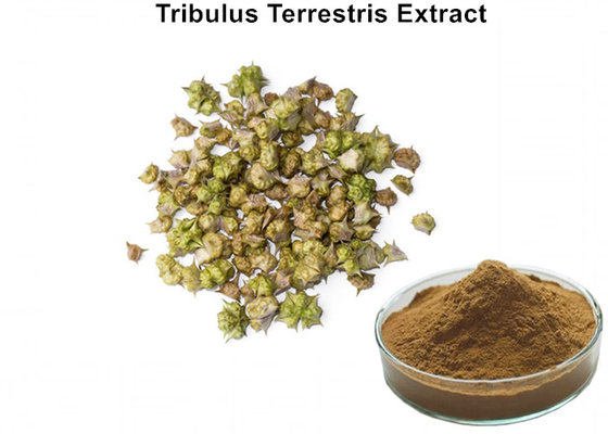 Tribulus Terrestris Natural Plant Extracts 40% - 90% Saponins For Cardiotonic