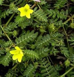 Tribulus Terrestris Natural Plant Extracts 40% - 90% Saponins For Cardiotonic