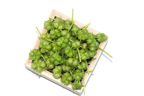 Tribulus Terrestris Natural Plant Extracts 40% - 90% Saponins For Cardiotonic