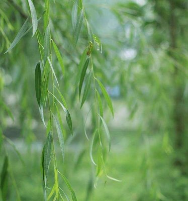 White Willow Bark Extract Powder Curing Cold , 15% - 98% Salicin Natural Botanical Extracts