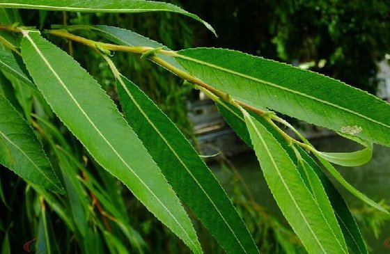 White Willow Bark Extract Powder Curing Cold , 15% - 98% Salicin Natural Botanical Extracts