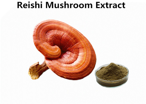 Red Reishi Mushroom Polysaccharides Extract Powder Supports Immune Health Function