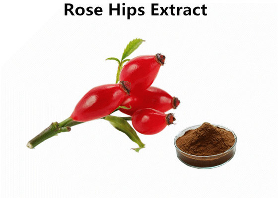 Max 5% Moisture Fruit Extract Powder Brown Fine  Bulk Rosehip Extract Powder