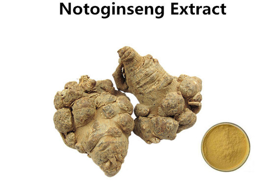 10% Sanchinosides Notoginseng Extract Powder , Natural Herbal Extracts Anti - Atherosclerosis